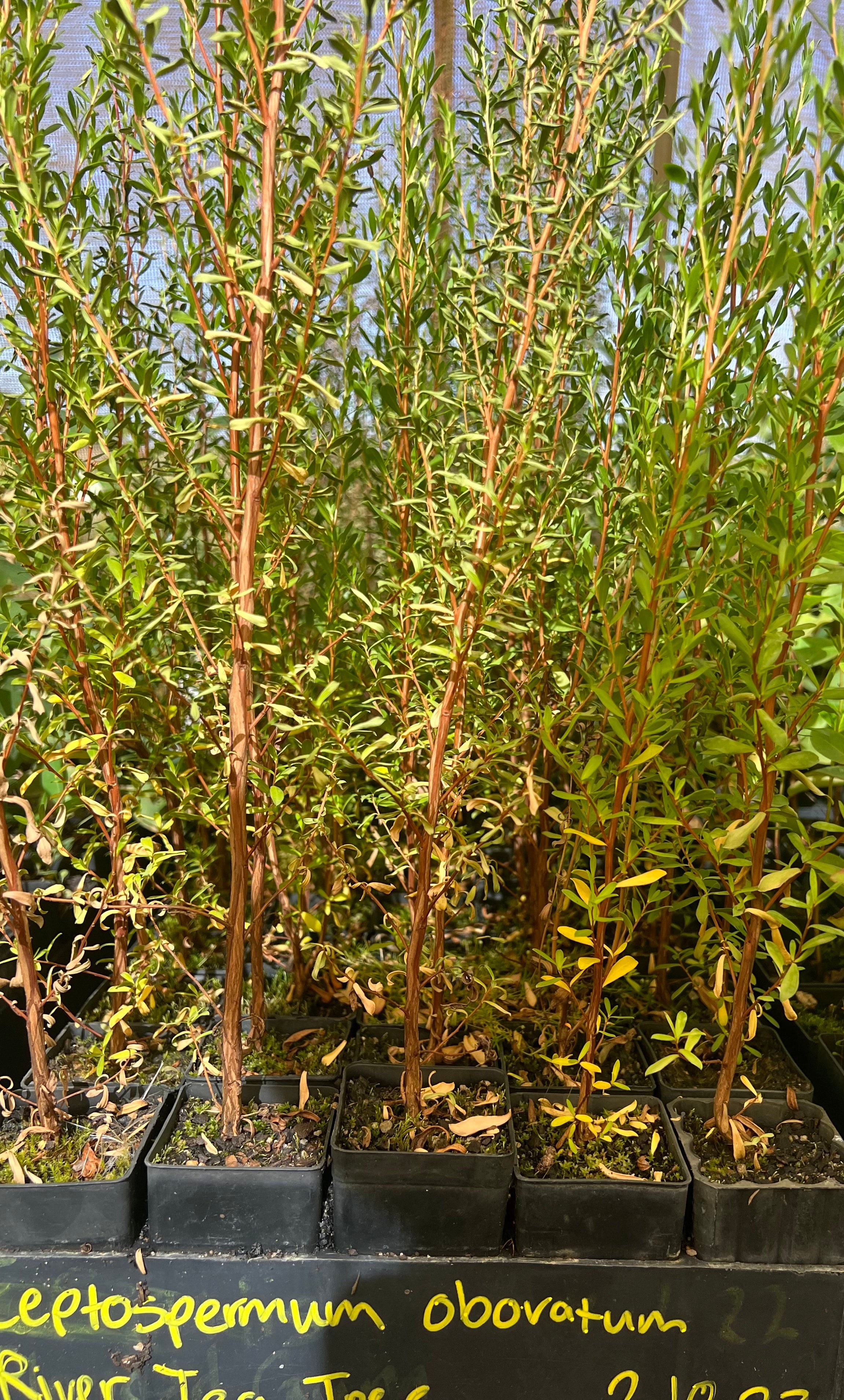 Leptospermum Obovatum- River Tea Tree | Keringle Native Nursery