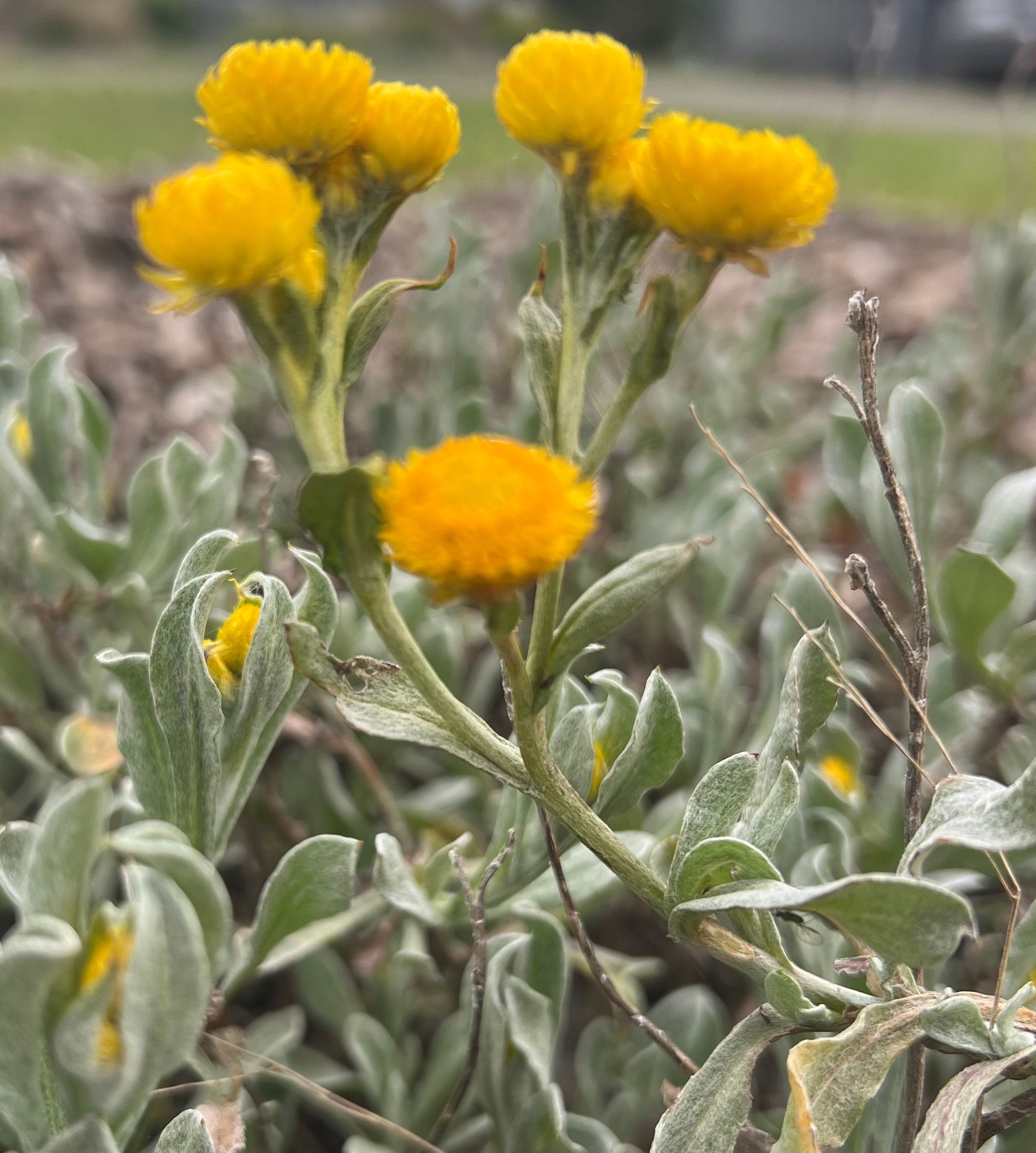 Chrysocephalum apiculatum - Yellow Buttons or Common Everlasting ...