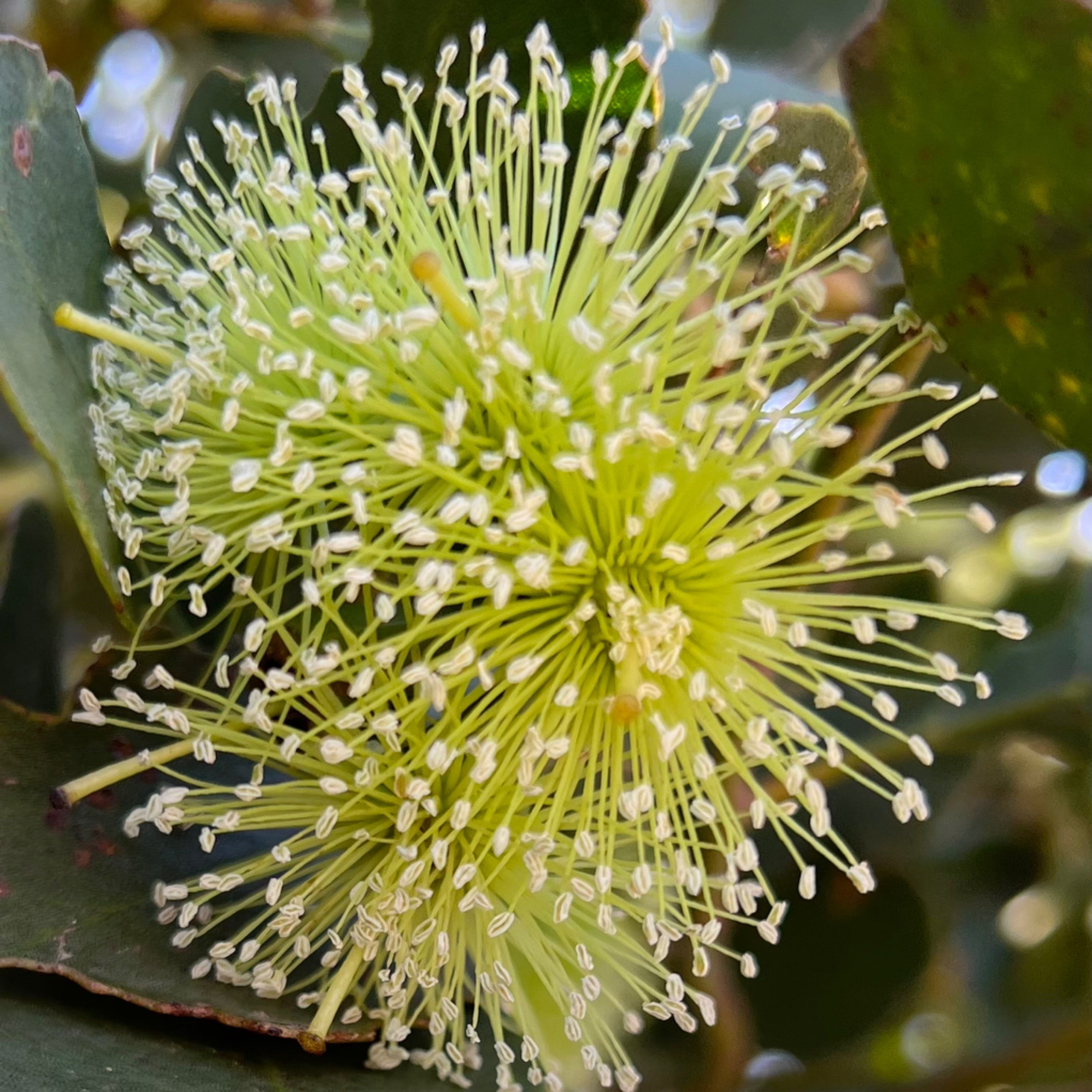 Eucalyptus Platypus- round - leaved moort | Keringle Native Nursery
