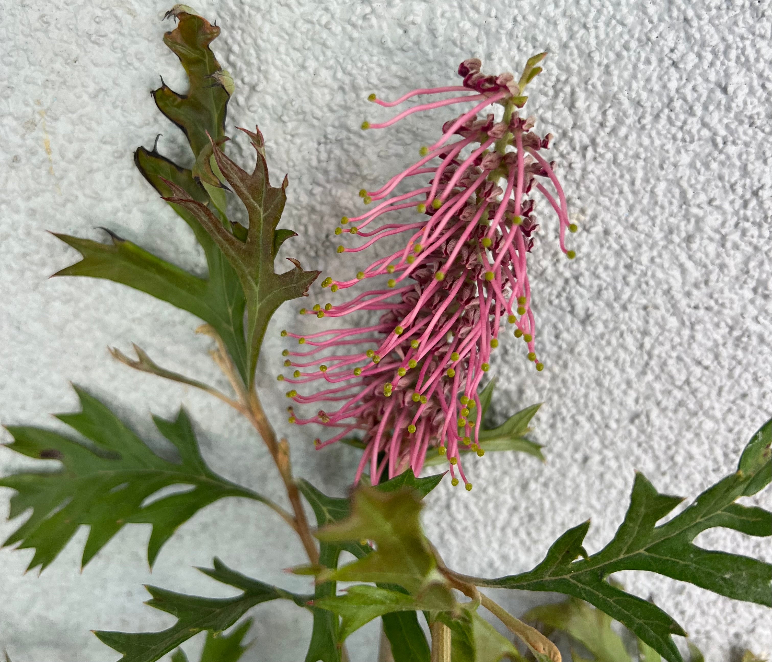 Grevillea "Copper Rocket" | Keringle Native Nursery