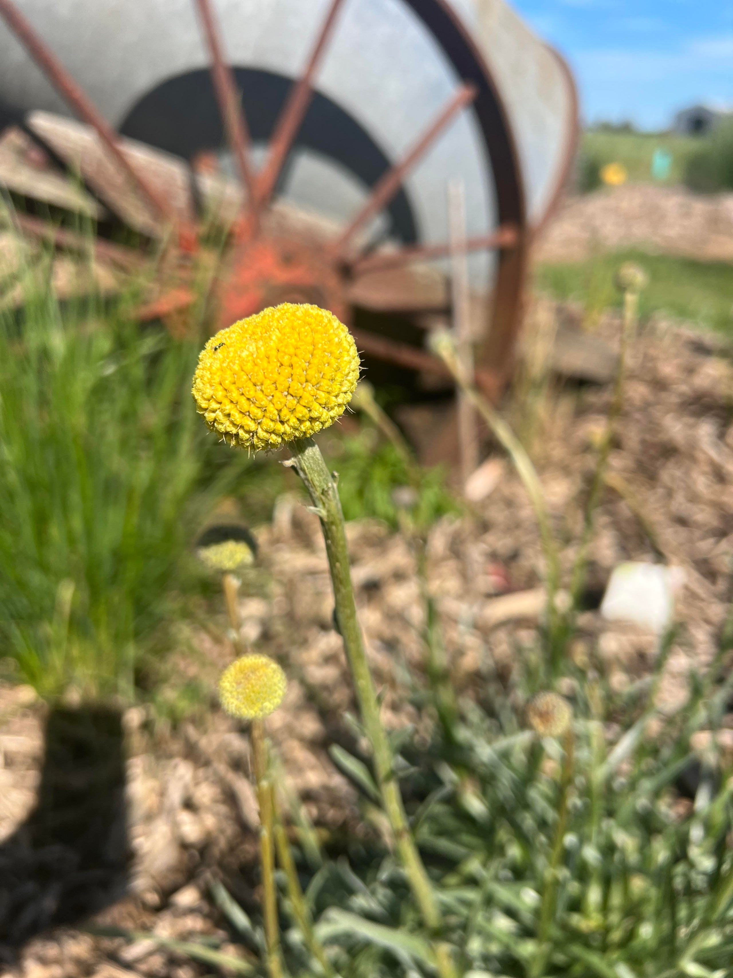 Pycnosorus Globosus - Billy Buttons | Keringle Native Nursery