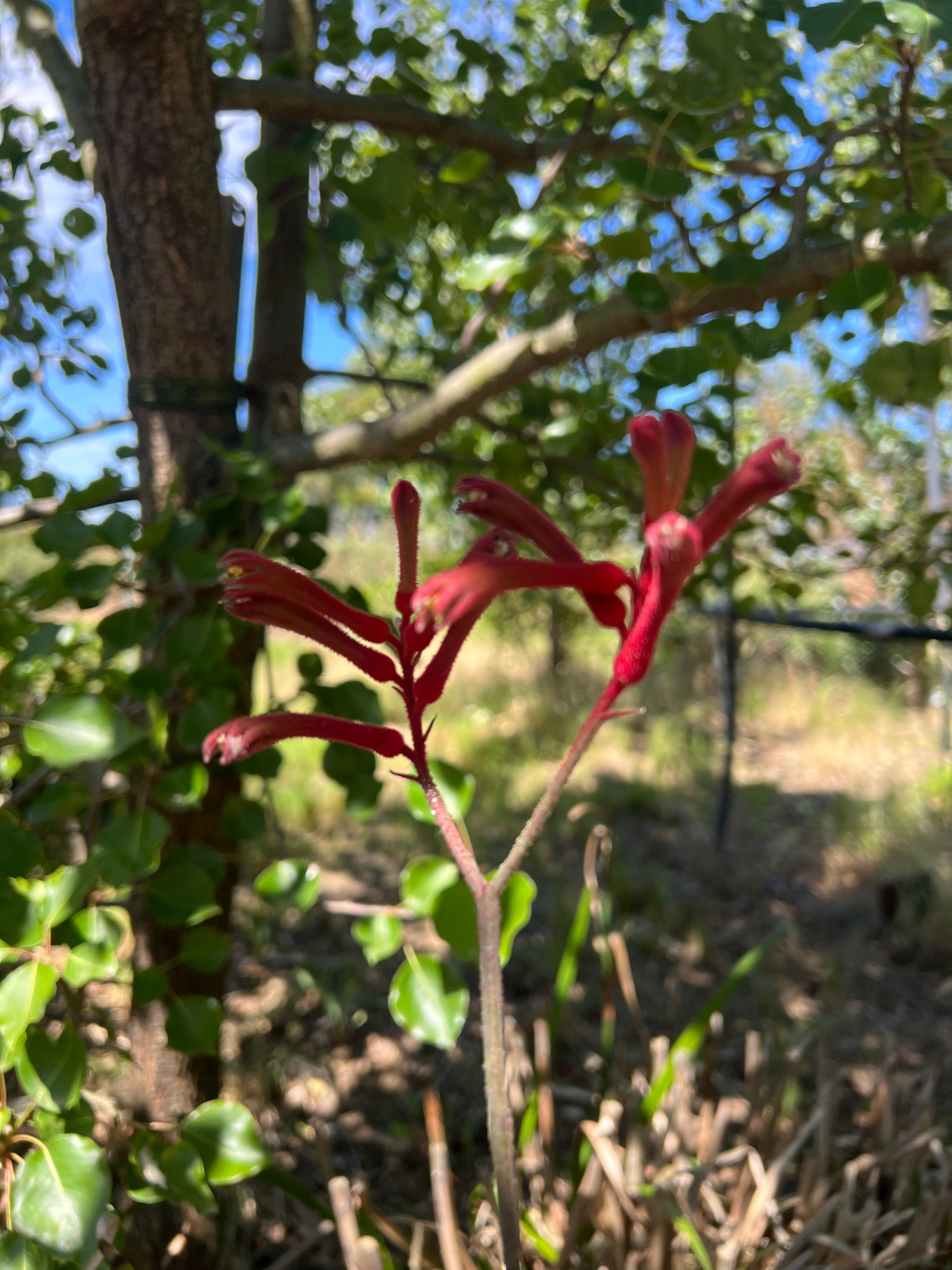 Anigozanthos 'Big Red' - Kangaroo Paw | Keringle Native Nursery