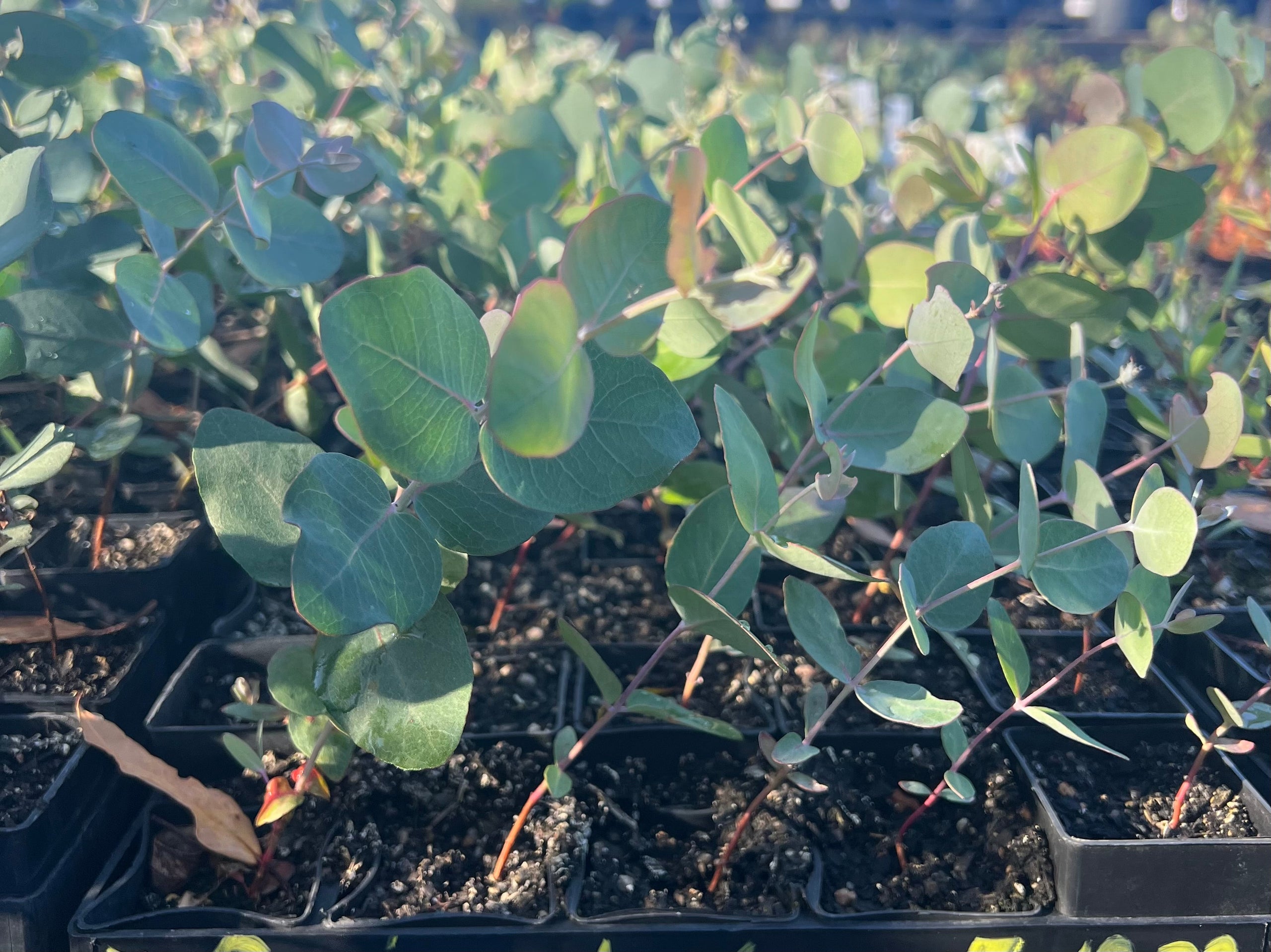 Eucalyptus Goniocalyx - Long-leaf box | Keringle Native Nursery