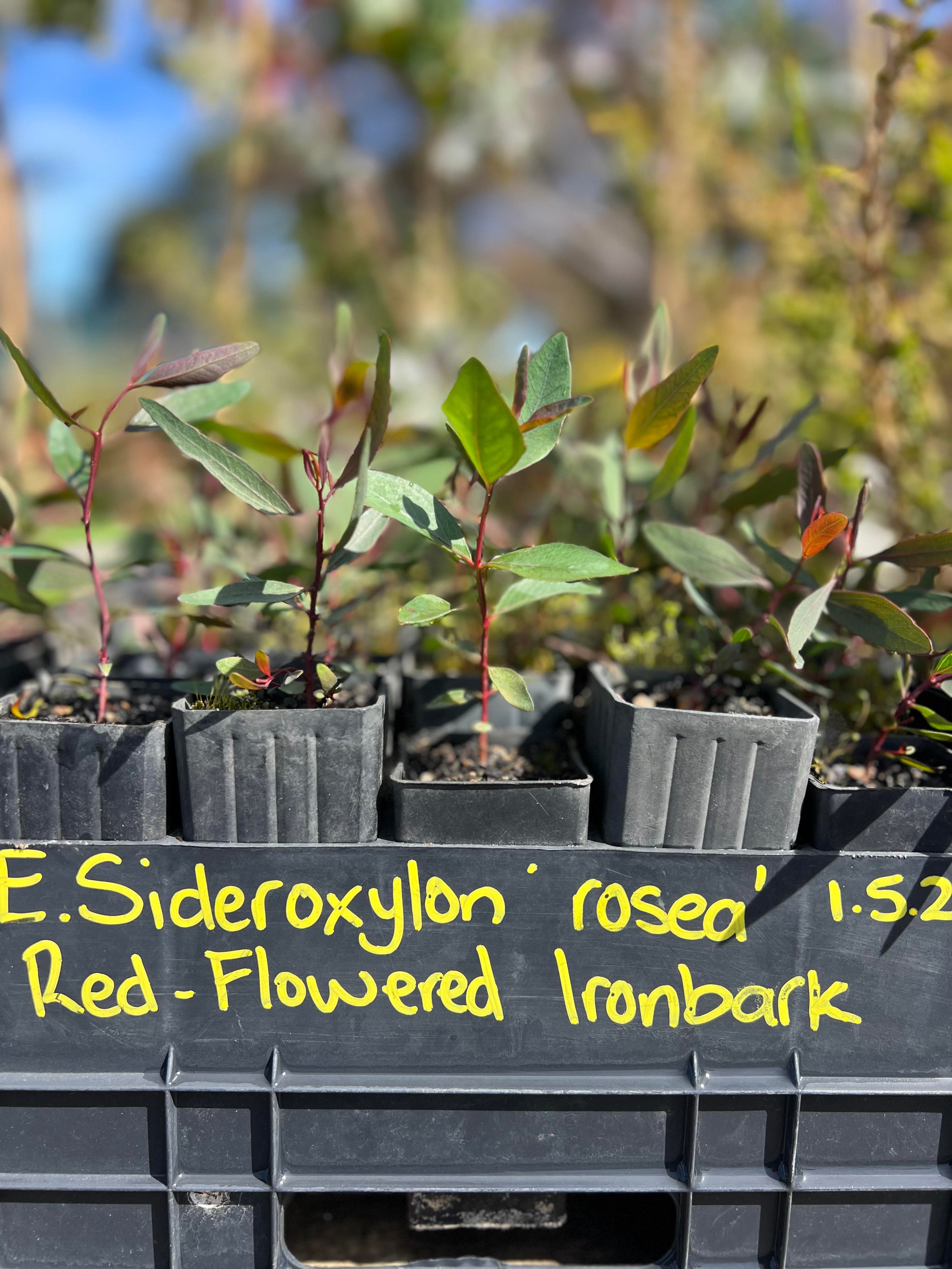 Eucalyptus Sideroxylon 'Rosea' Red flowered Ironbark | Keringle Native ...