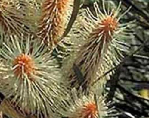 Hakea Francisiana, Cream , Emu Tree | Keringle Native Nursery