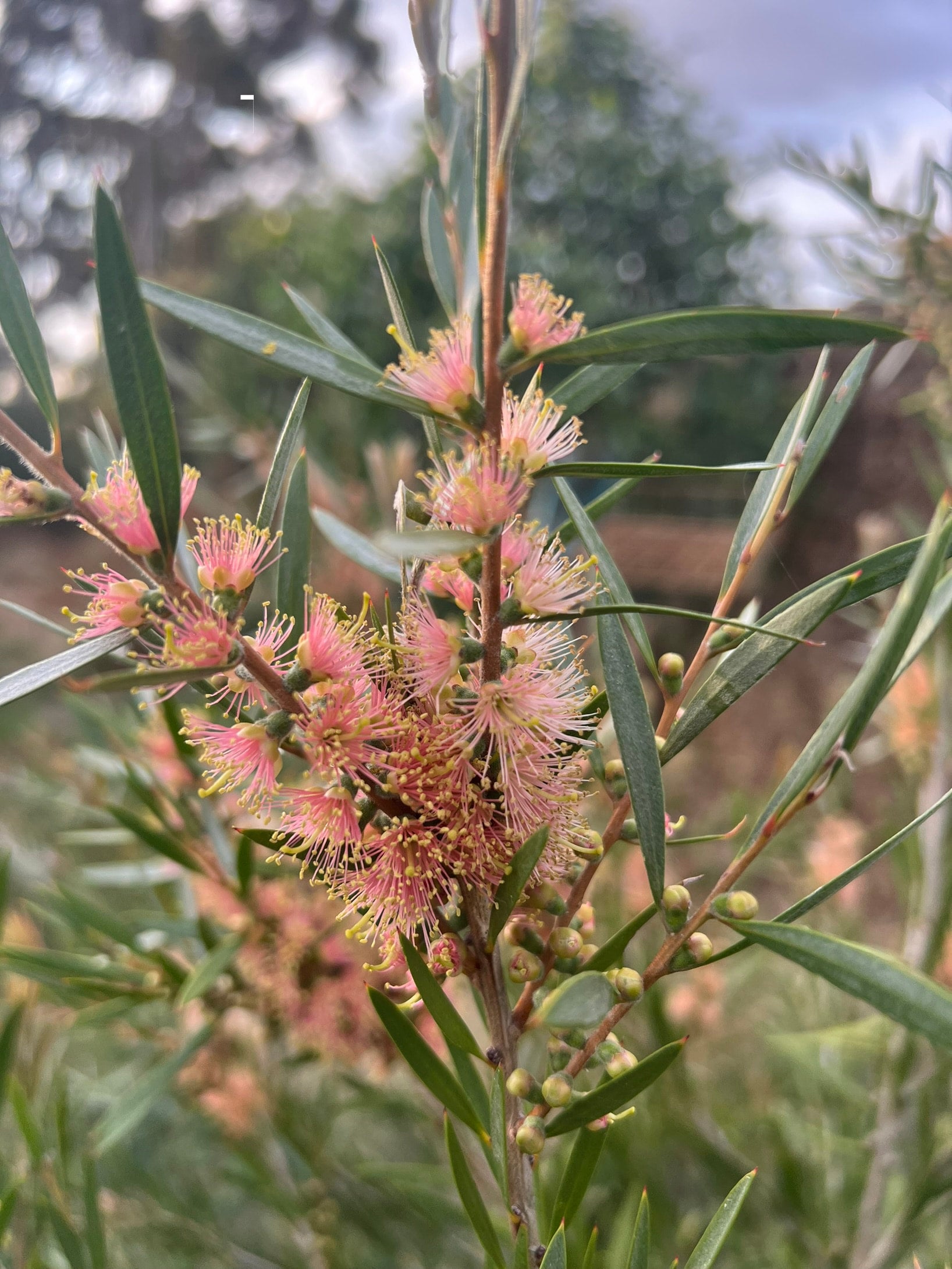 Callistemon Sieberi | Keringle Native Nursery
